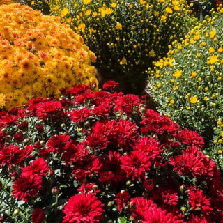 How to Grow Beautiful Fall Mums - growhappierplants.com