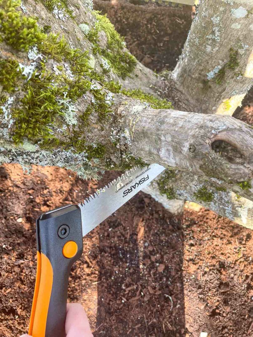 What are the Different Tools for Pruning? - growhappierplants.com