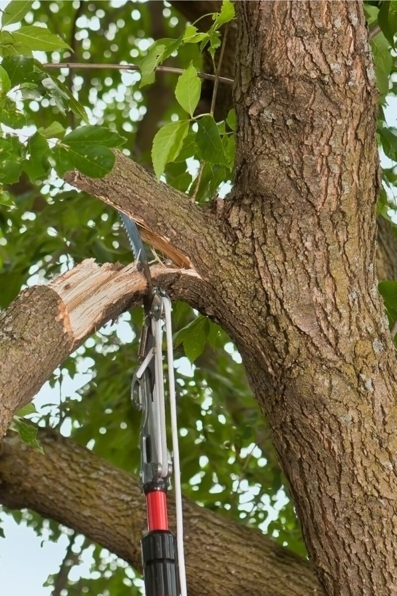 What are the Different Tools for Pruning? - growhappierplants.com