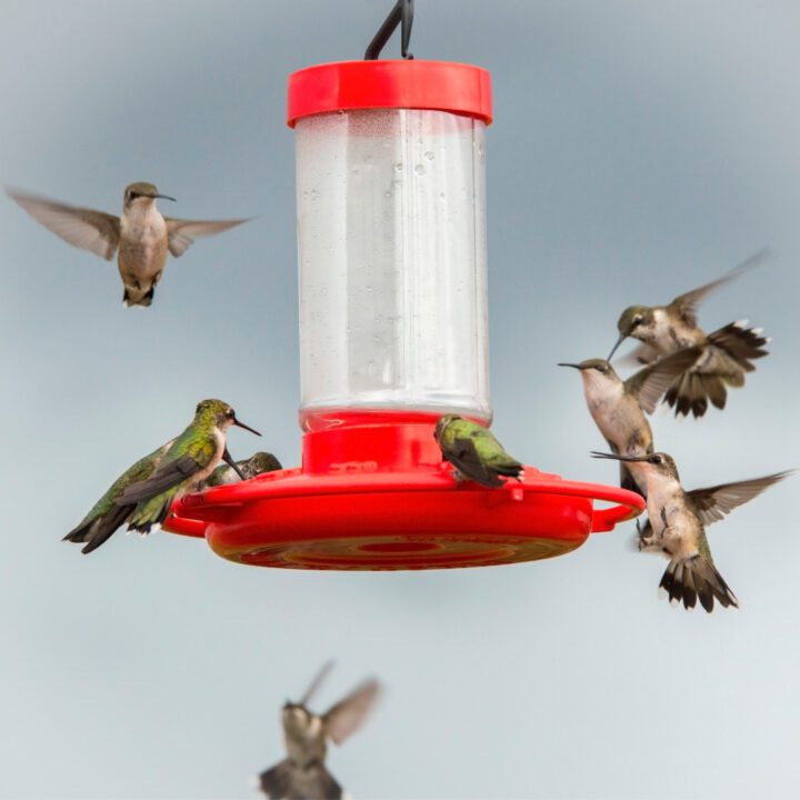 How to Attract Hummingbirds to Your Garden - growhappierplants.com