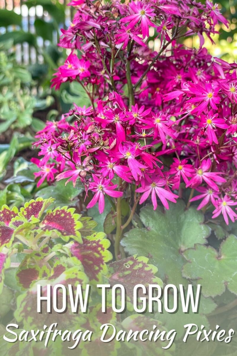 How to Grow Saxifraga "Dancing Pixies" - growhappierplants.com
