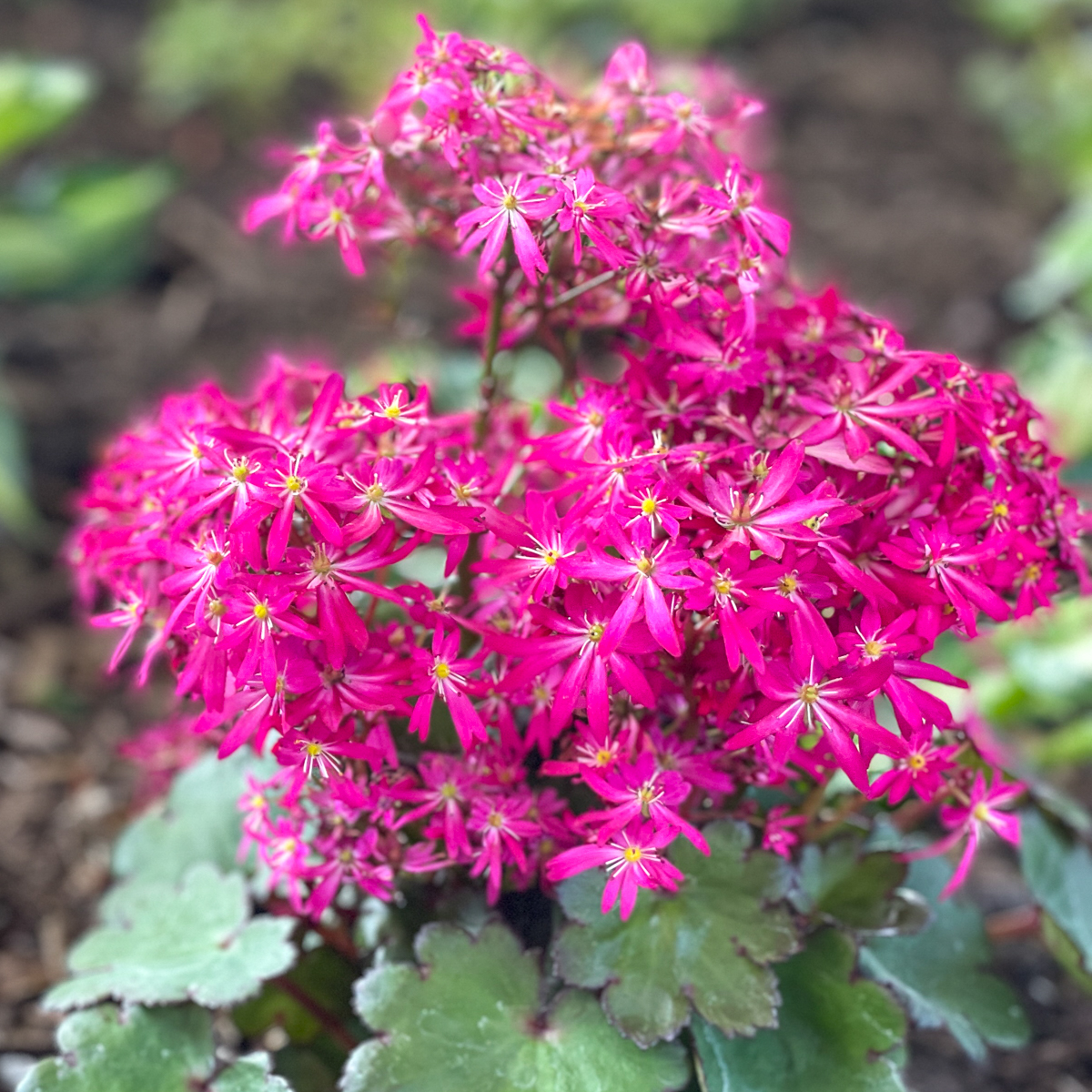 How to Grow Saxifraga "Dancing Pixies" - growhappierplants.com