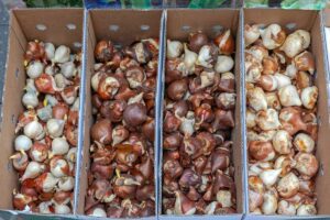 How to Plant Tulip Bulbs in Fall - growhappierplants.com