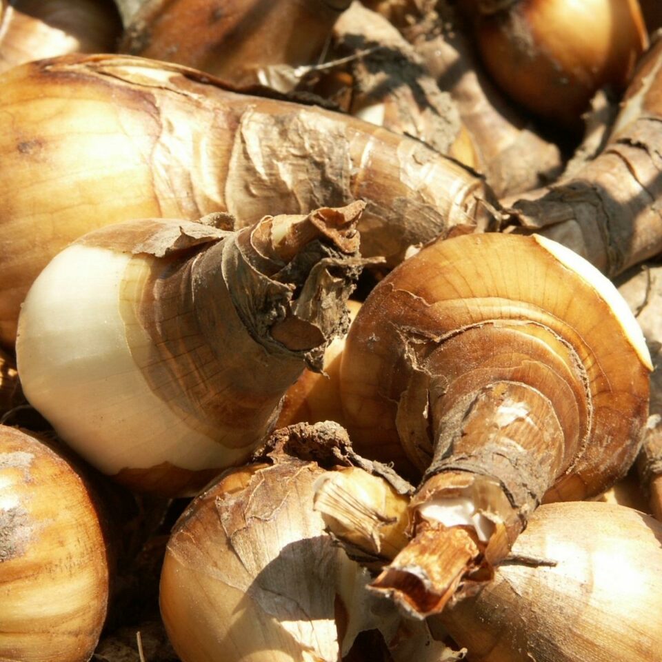 How to Plant Daffodil Bulbs in Fall - growhappierplants.com