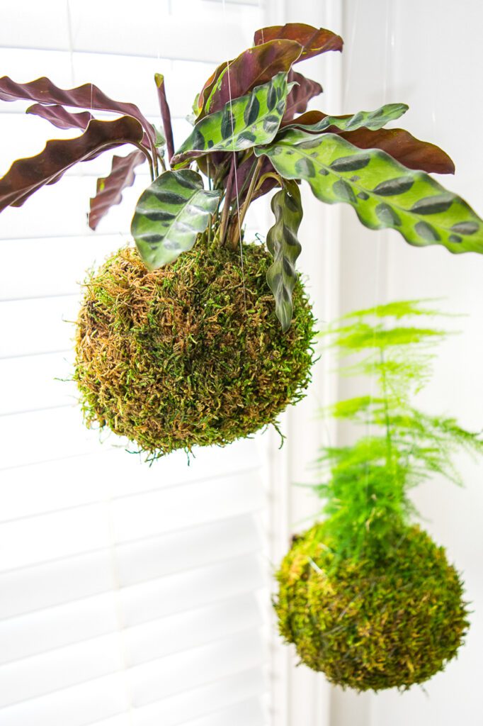 How to Make a Hanging Moss Ball Planter (Kokedama) - growhappierplants.com