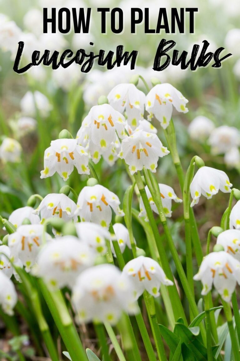 How to Plant Leucojum Bulbs (Summer Snowflake) - growhappierplants.com