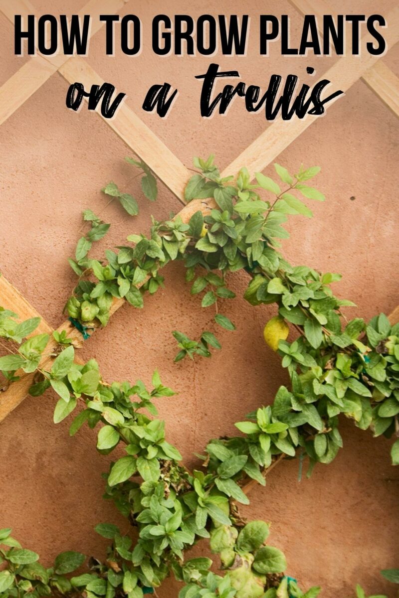 How to Grow Plants on a Trellis - growhappierplants.com