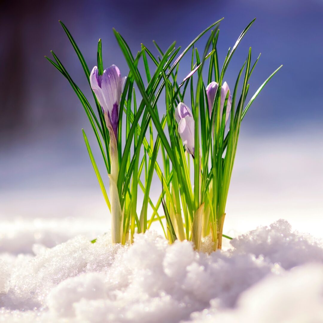 How to Force Bulbs Indoors in Winter - growhappierplants.com