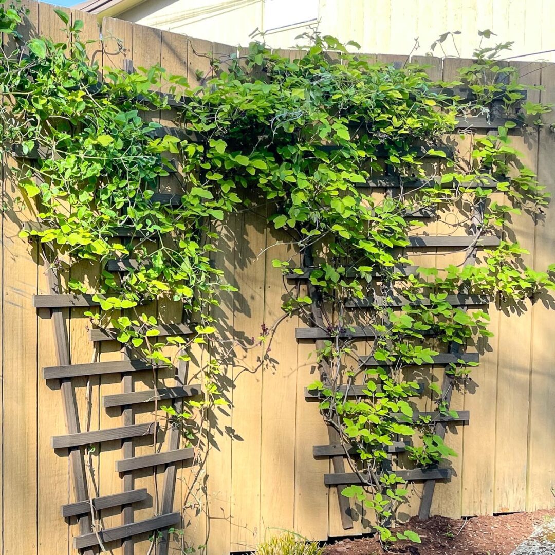 How to Grow Plants on a Trellis - growhappierplants.com