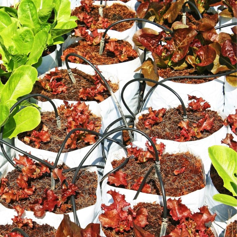 How to Use Grow Bags for Gardening - growhappierplants.com