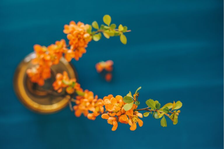 How to Grow and Care for Flowering Quince - growhappierplants.com