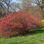 How to Grow and Care for Flowering Quince - growhappierplants.com