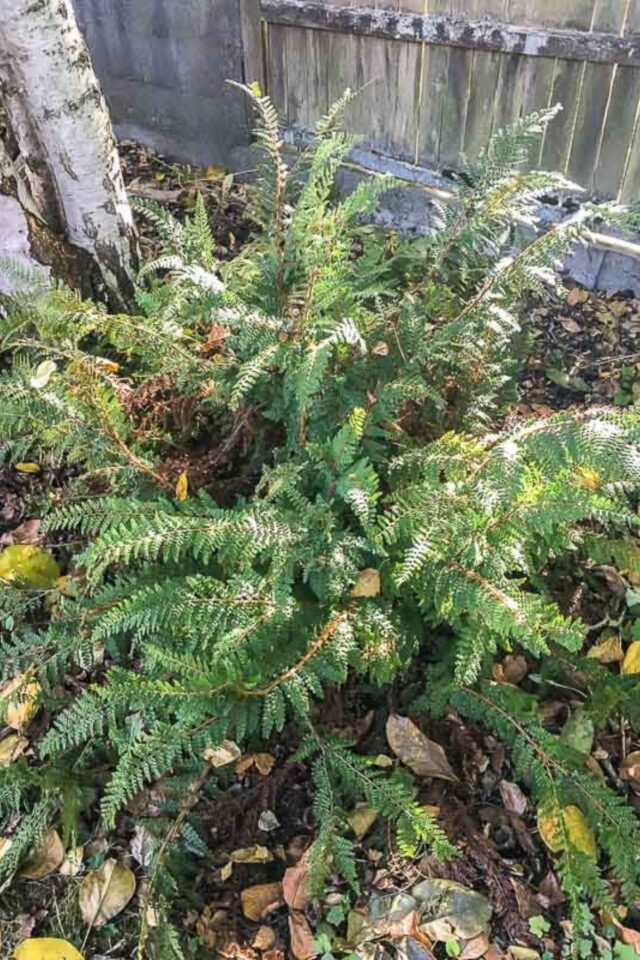 Tips for Transplanting Ferns Successfully - growhappierplants.com Tips for Transplanting Ferns Successfully - growhappierplants.com