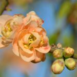 How to Grow and Care for Flowering Quince - growhappierplants.com