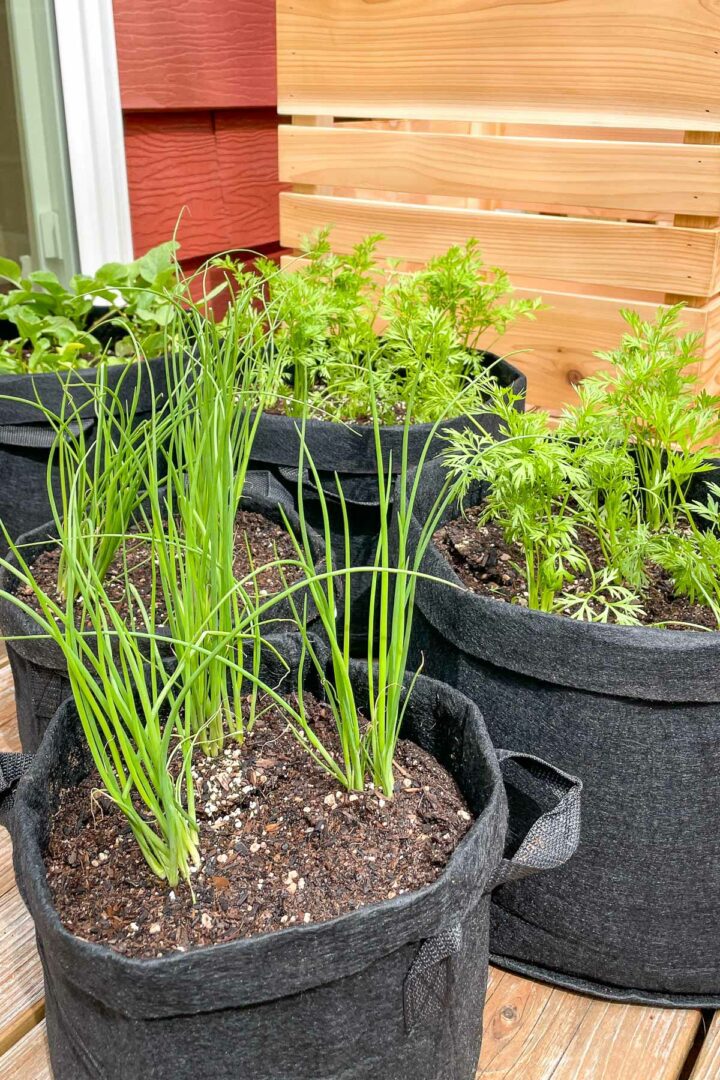 How to Use Grow Bags for Gardening - growhappierplants.com