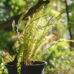 How to Grow Western Sword Ferns - growhappierplants.com