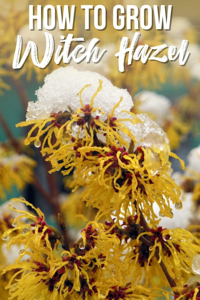 How to Grow Witch Hazel in the Garden - growhappierplants.com