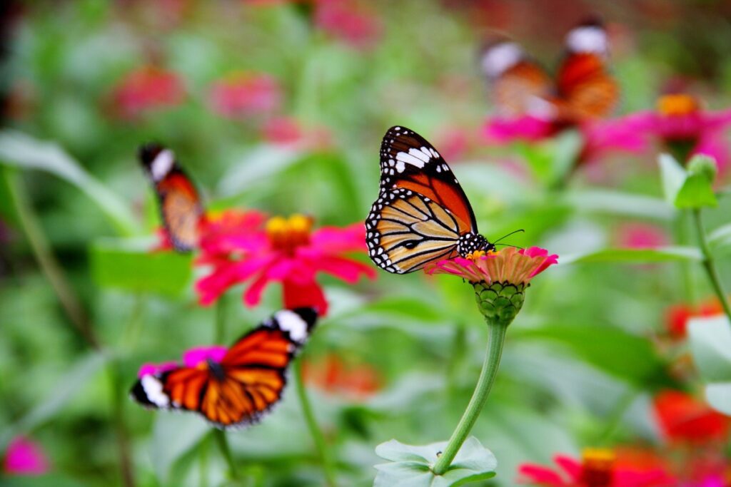 How to Attract Butterflies to Your Garden - growhappierplants.com