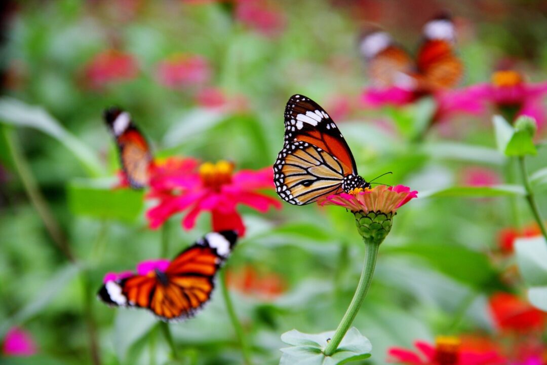 How to Attract Butterflies to Your Garden - growhappierplants.com