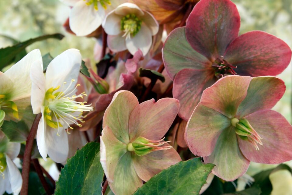 How to Grow and Care for Hellebores - growhappierplants.com