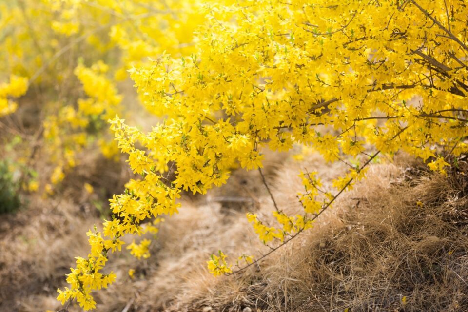 How to Grow Winter Jasmine - growhappierplants.com