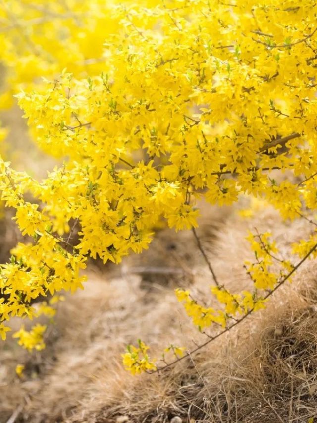 GROWING WINTER JASMINE IN YOUR GARDEN - growhappierplants.com