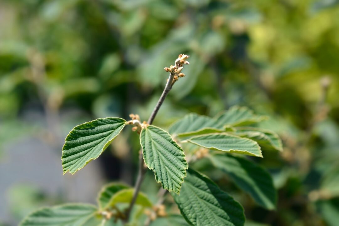 How to Grow Witch Hazel in the Garden - growhappierplants.com