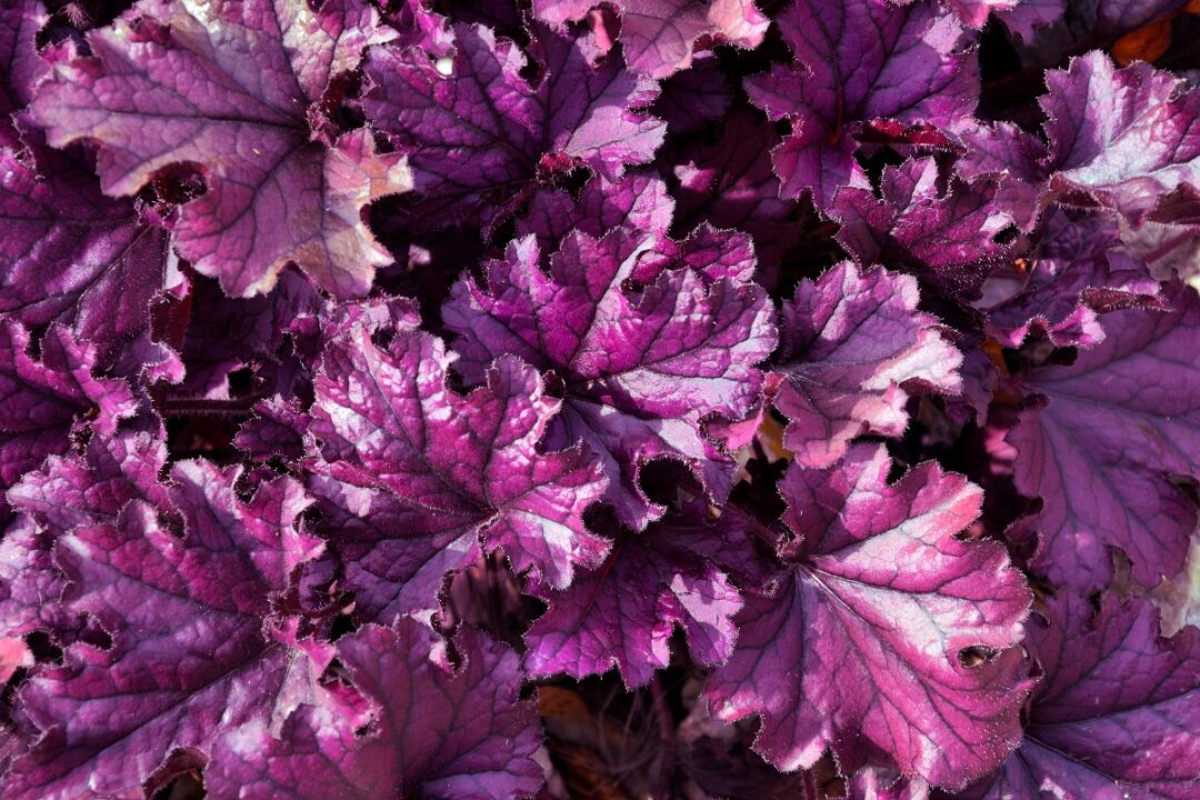 How to Grow and Care for Heuchera (Coral Bells) - growhappierplants.com