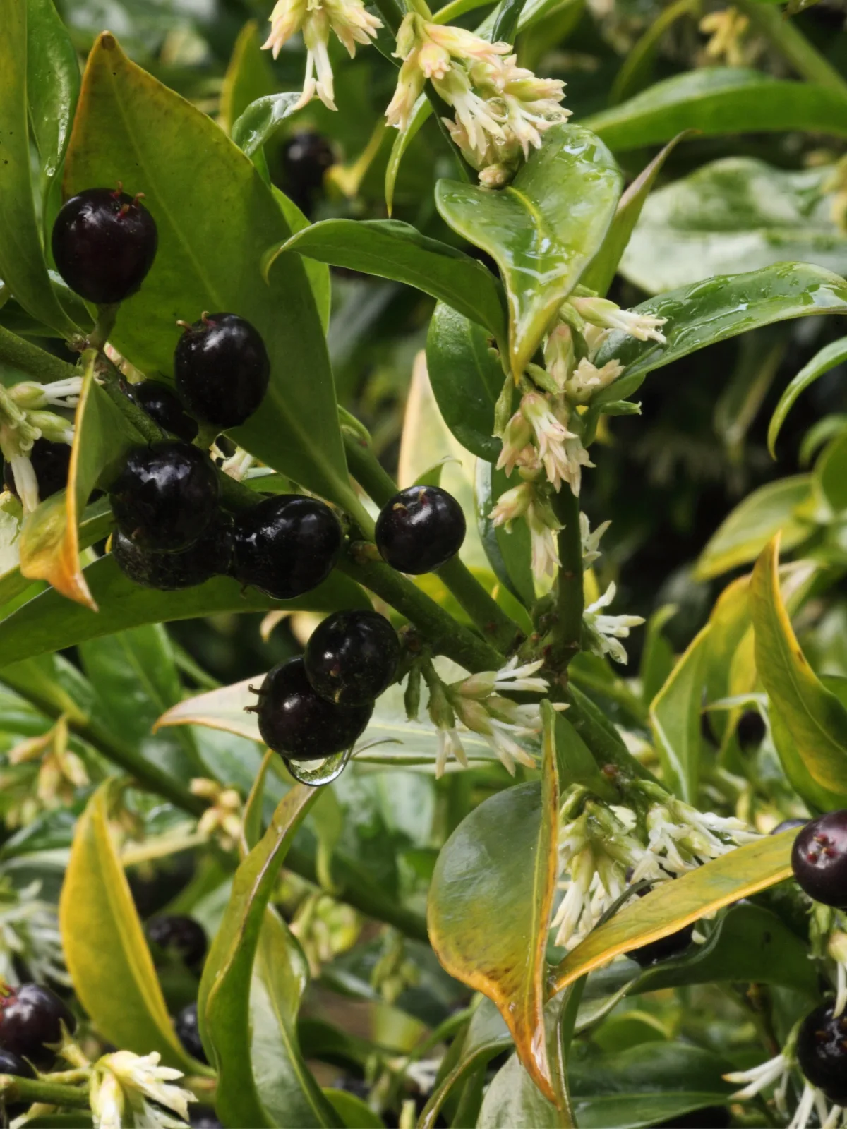 How to Grow and Care for Sweet Box in the Garden - growhappierplants.com