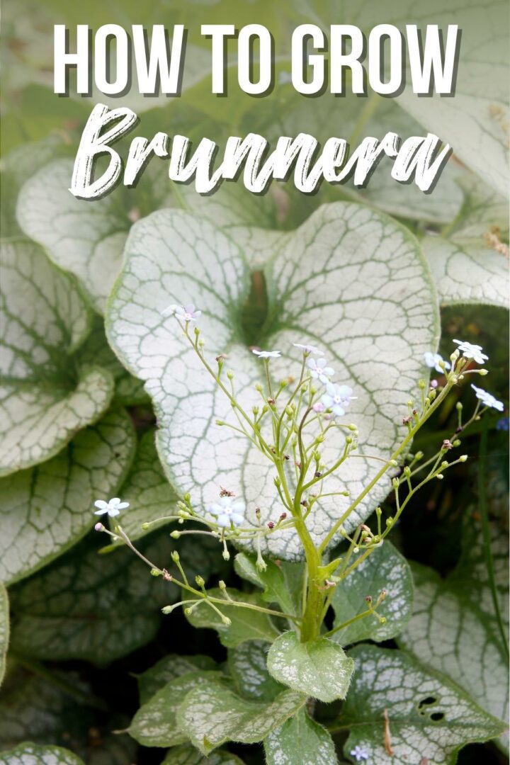 How to Grow and Care for Brunnera - growhappierplants.com