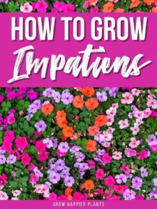 How to Grow and Care for Impatiens - growhappierplants.com