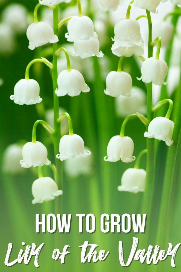 How to Grow and Care for Lily of the Valley - growhappierplants.com