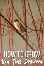 How to Grow Red Twig Dogwood - growhappierplants.com