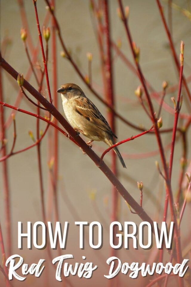 How to Grow Red Twig Dogwood - growhappierplants.com