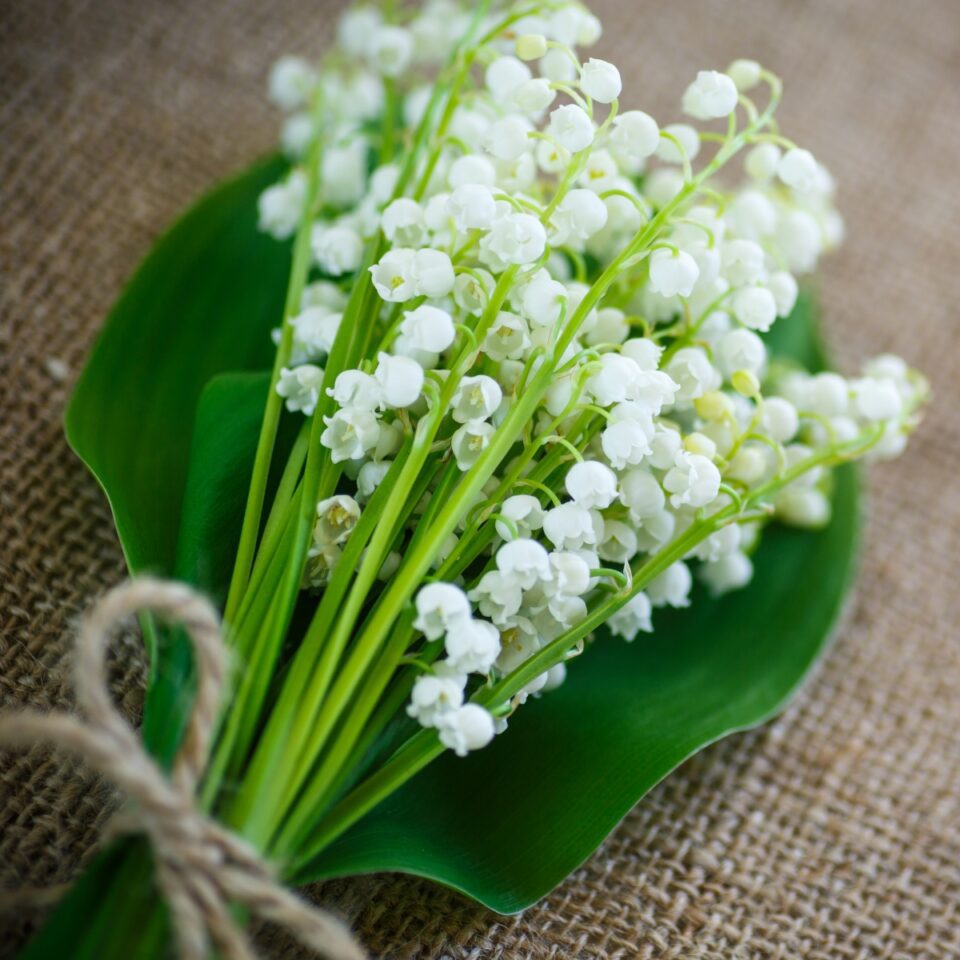 How to Grow and Care for Lily of the Valley - growhappierplants.com