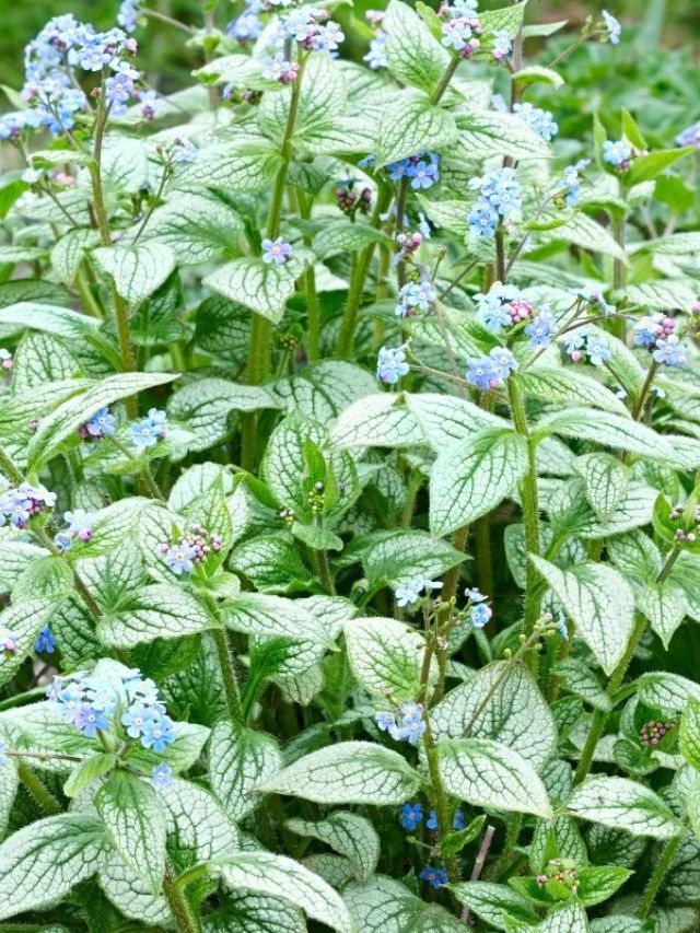 TIPS FOR GROWING BRUNNERA - growhappierplants.com