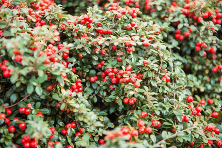 How to Grow Cotoneaster - growhappierplants.com