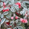 How to Grow Cotoneaster - growhappierplants.com