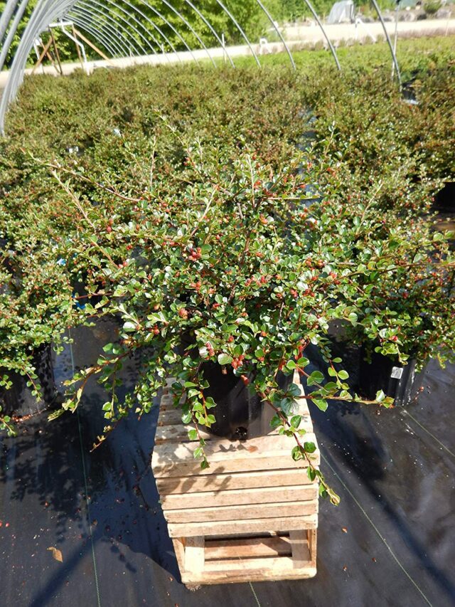 How to Grow Cotoneaster - growhappierplants.com