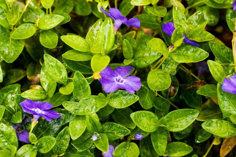 How to Grow Creeping Myrtle (Vinca Minor) - growhappierplants.com