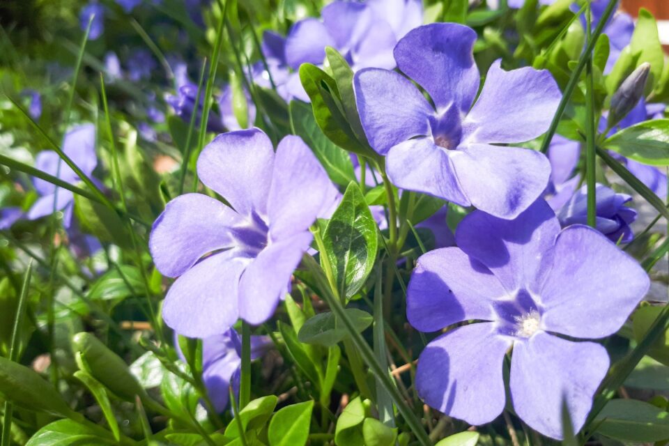 How to Grow Creeping Myrtle (Vinca Minor) - growhappierplants.com