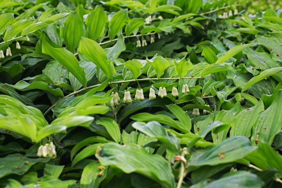 How to Grow and Care for Solomon's Seal - growhappierplants.com