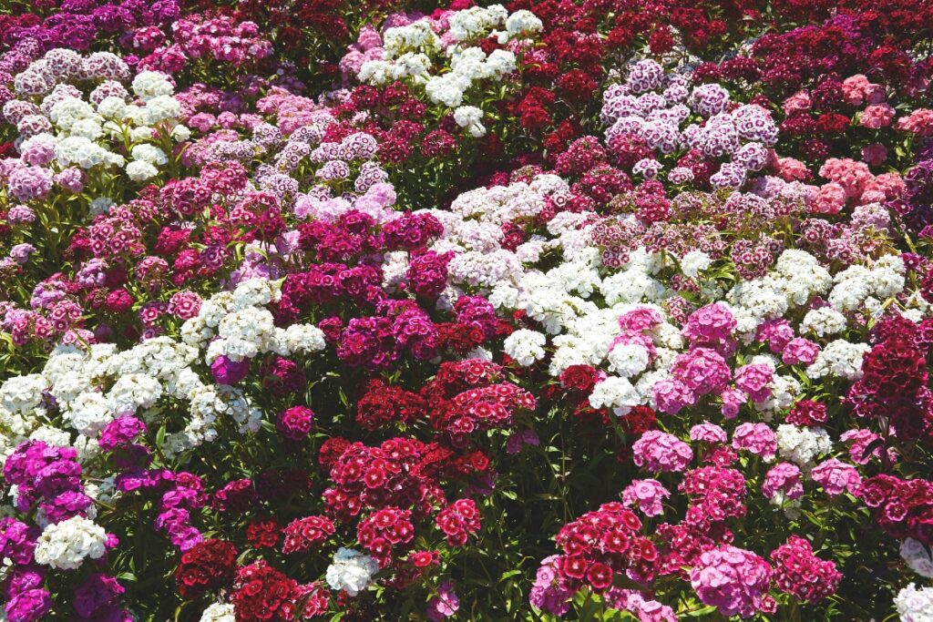 How to Grow Dianthus (Carnations) from Seed - growhappierplants.com