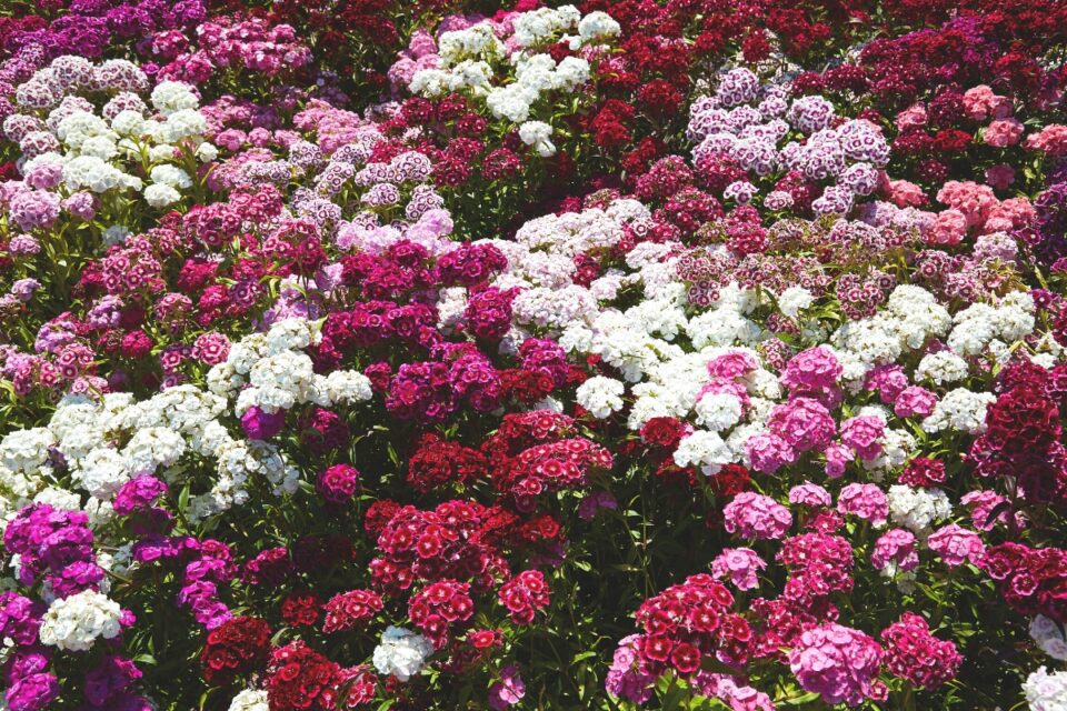 How to Grow Dianthus (Carnations) from Seed - growhappierplants.com