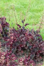 How to Grow and Care for Heuchera (Coral Bells) - growhappierplants.com
