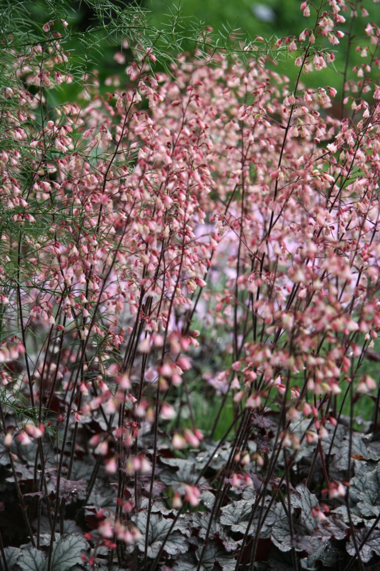 How to Grow and Care for Heuchera (Coral Bells) - growhappierplants.com
