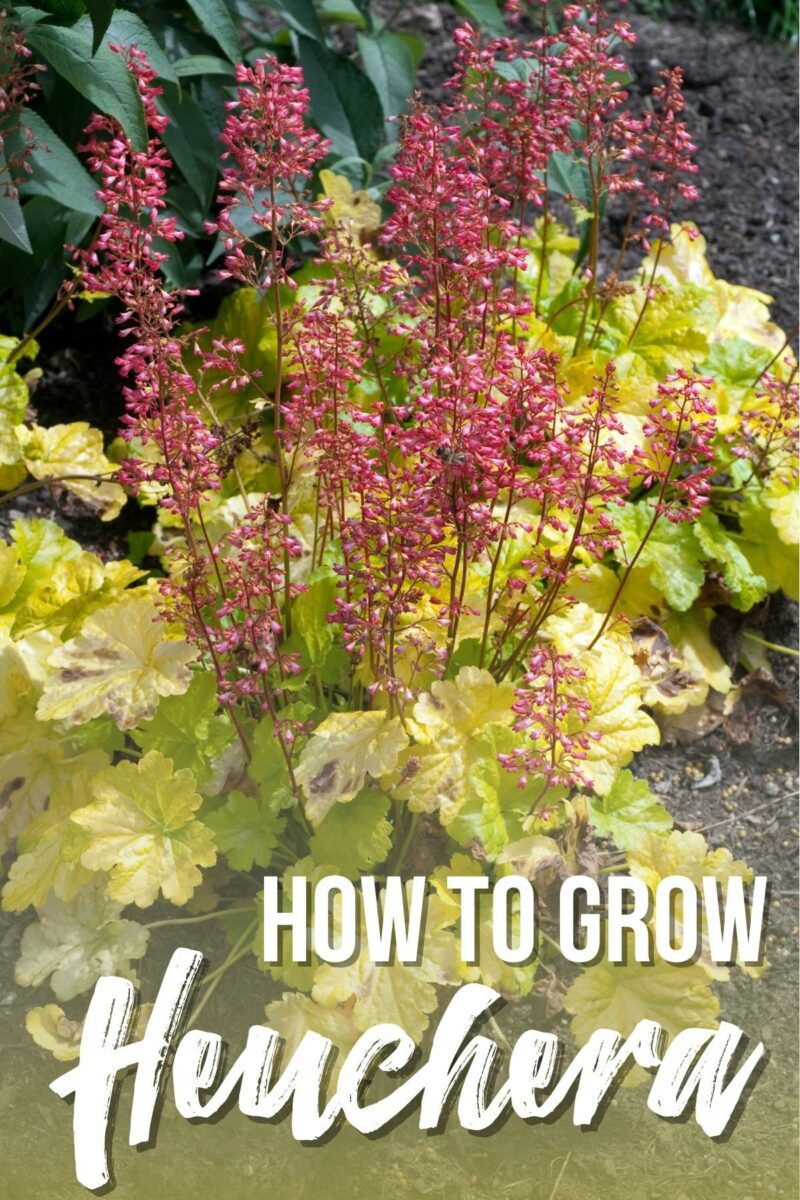 How to Grow and Care for Heuchera (Coral Bells) - growhappierplants.com