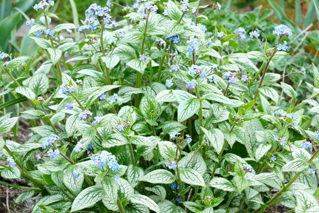 How to Grow and Care for Brunnera - growhappierplants.com