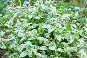 How to Grow and Care for Brunnera - growhappierplants.com