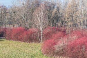 How to Grow Red Twig Dogwood - growhappierplants.com